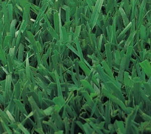 Medallion TM Tall Fescue Mix – Summit Hall Turf Farm